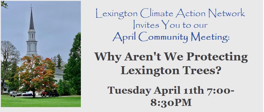 Why Aren't We Protecting Lexington's Trees - The Lexington Observer