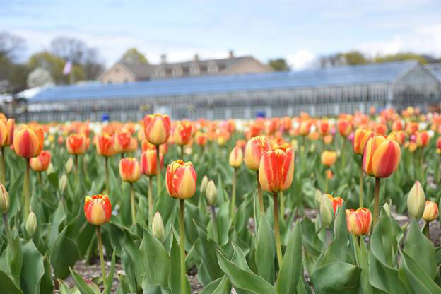 Tiptoe Through the Tulips: Pick Your Own at Wilson Farm - The Lexington ...