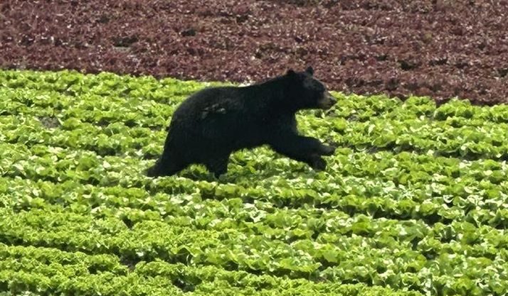 Dead bear found on highway - The Lexington Observer