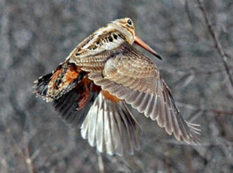 Woodcock Walk at Dunback Meadow - The Lexington Observer