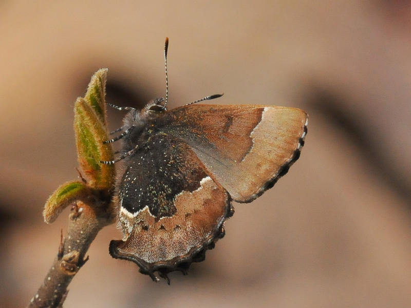 Butterfly Walk, Arlington’s Great Meadows - The Lexington Observer