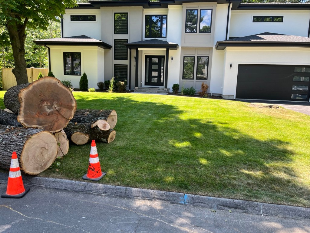 Letter to the editor: How to improve our toothless tree bylaw - The ...