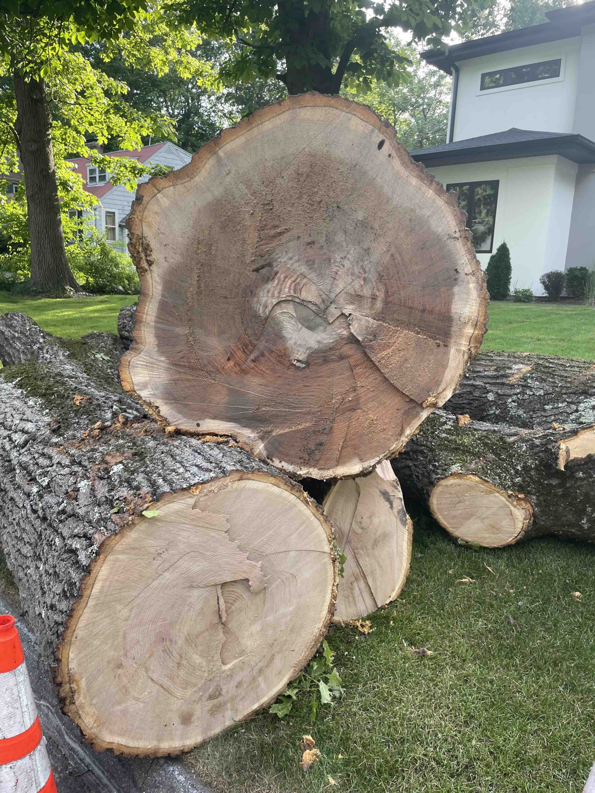 Letter to the editor: How to improve our toothless tree bylaw - The ...