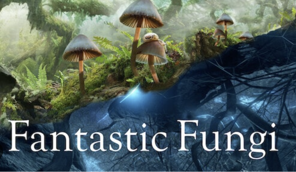 Celebrating All Things Mushrooms & Fantastic Fungi Screening at LexFarm ...