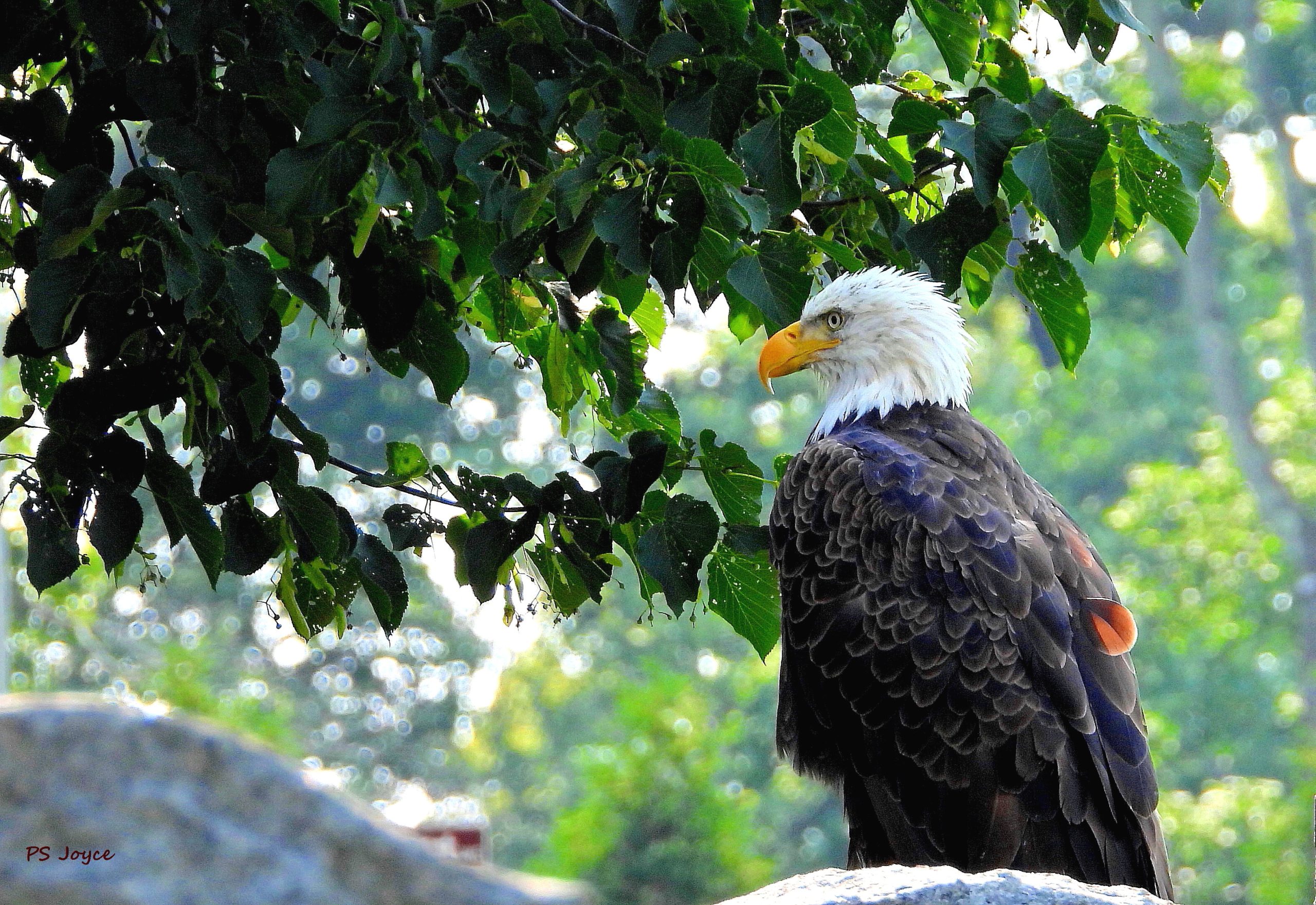 Community Announcement: Governor Healey Proclaims June 20 as Bald Eagle ...