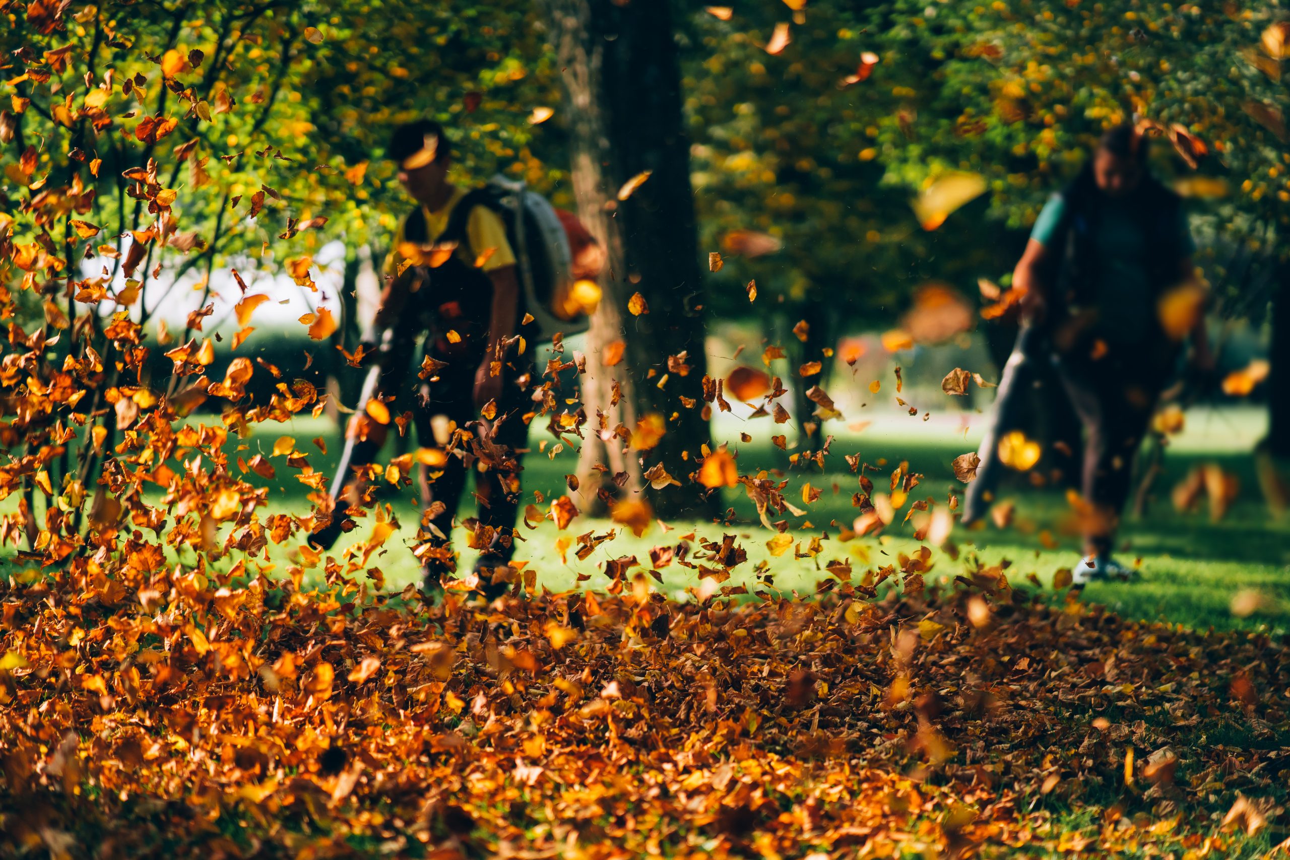 Lexingtonians struggle to quit gas-powered leaf blowers this fall - The ...