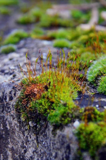 Moss Magic in Your Landscape with Annie Martin - The Lexington Observer