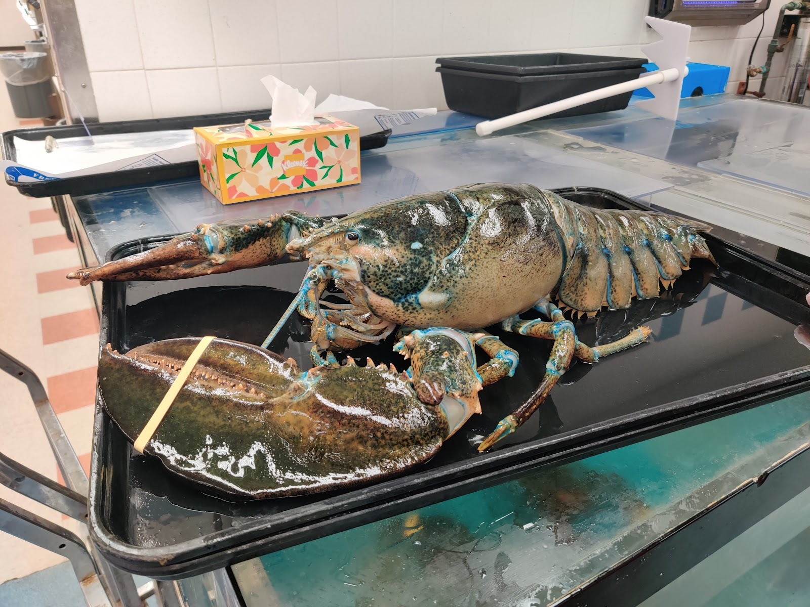 Rare ten-pound lobster with blue joints for sale at local Market Basket ...